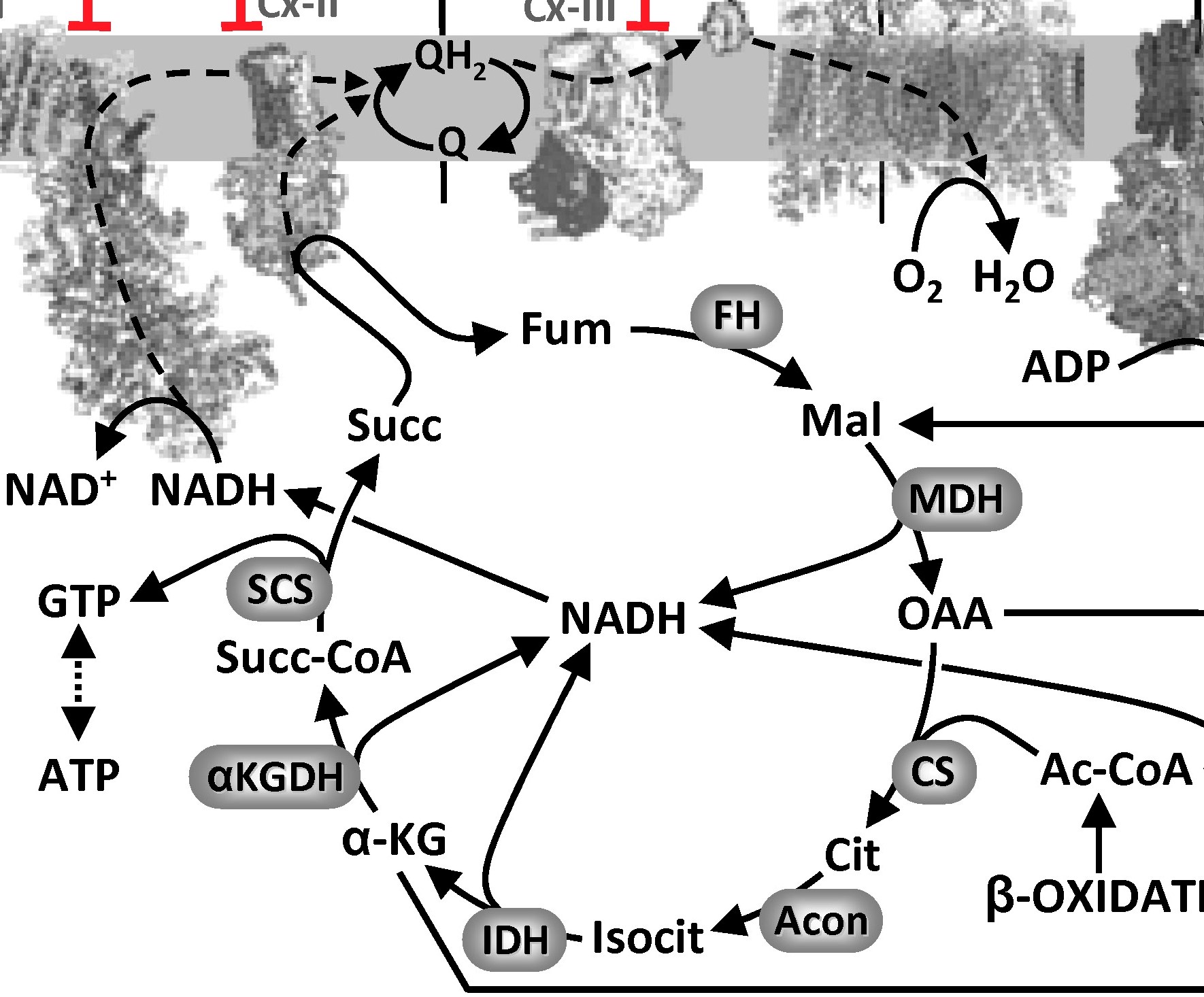 Oxaloacetate Shenanigans | PSBLAB